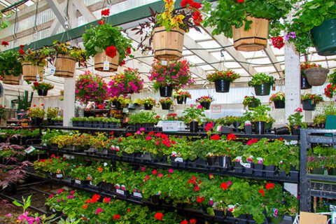 Landsystems | Nursery